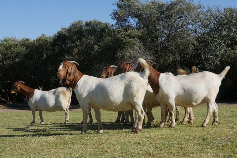 GOATS – Batlou Livestock Farming